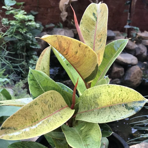 Anak Pokok Ficus Elastica Shivereana - eDesa