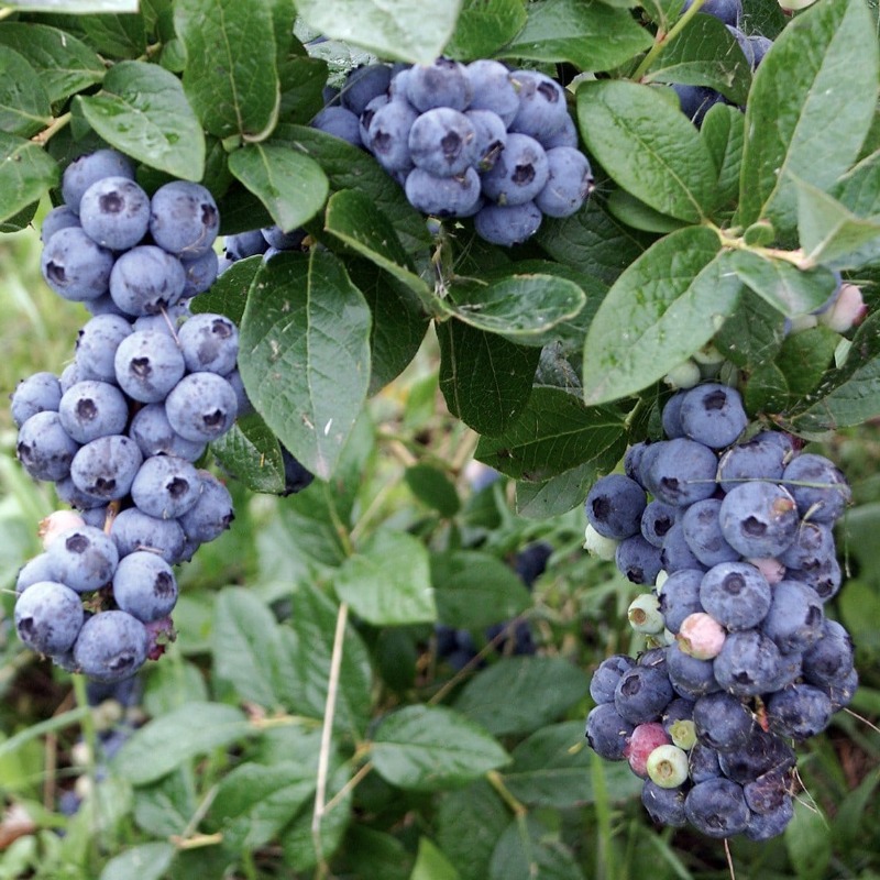 Pokok Blueberry Sunshine Blue - eDesa