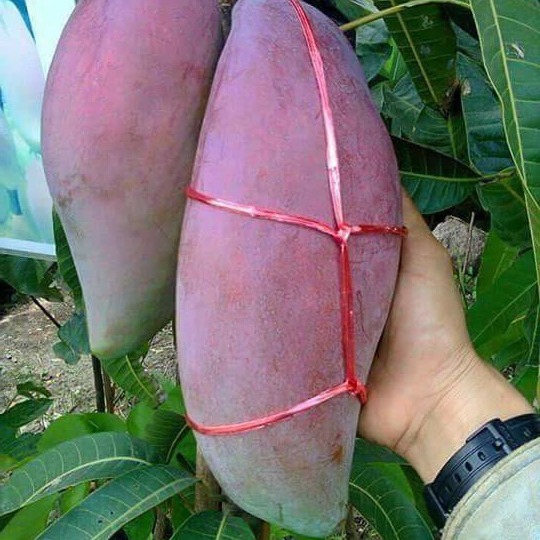 Anak Pokok Mangga Gajah Merah/Red Ivory - eDesa