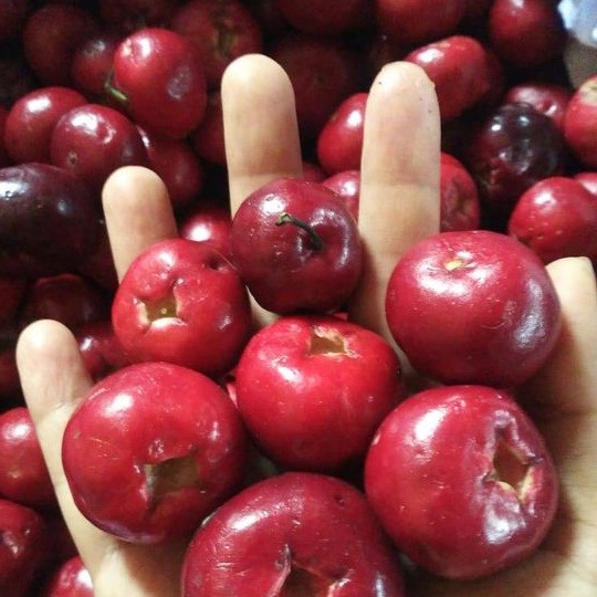 Anak Pokok Jambu Sulawesi/Syzygium Sp. Sulawesi - eDesa