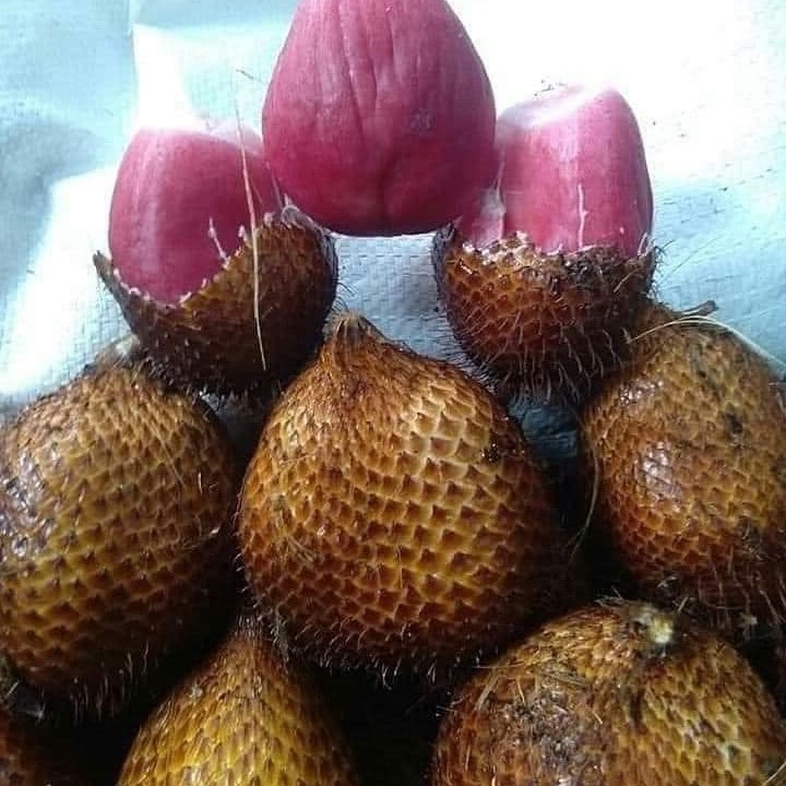 Anak Pokok Salak Merah/Salak Merah Sidempuan - eDesa