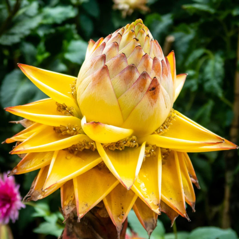 Anak Pokok Lotus Banana - eDesa