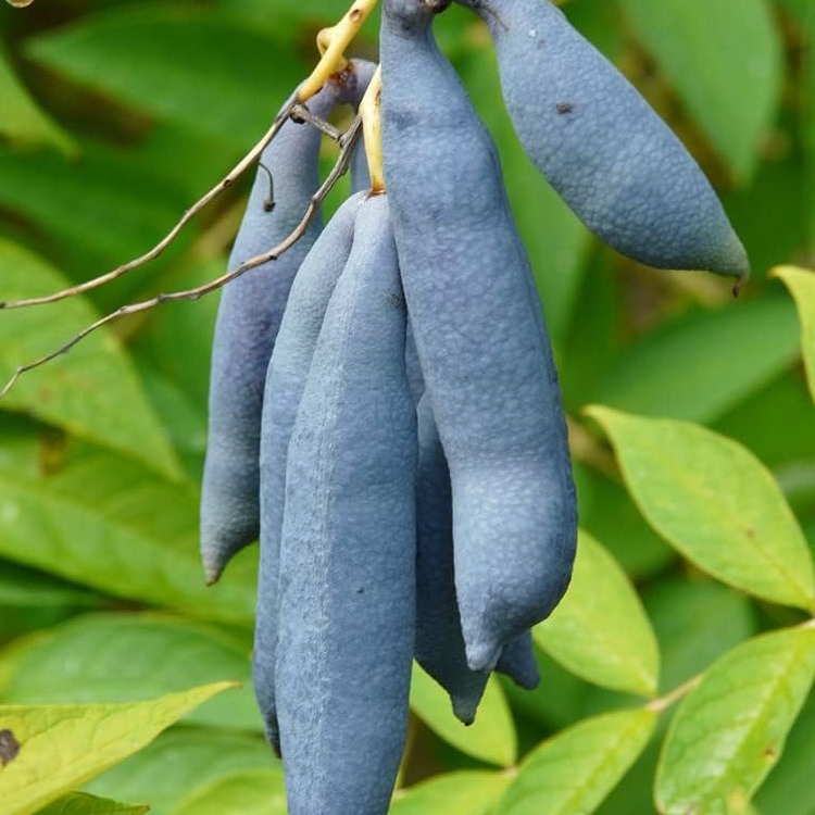 Anak Pokok Blue Sausage Fruit - eDesa