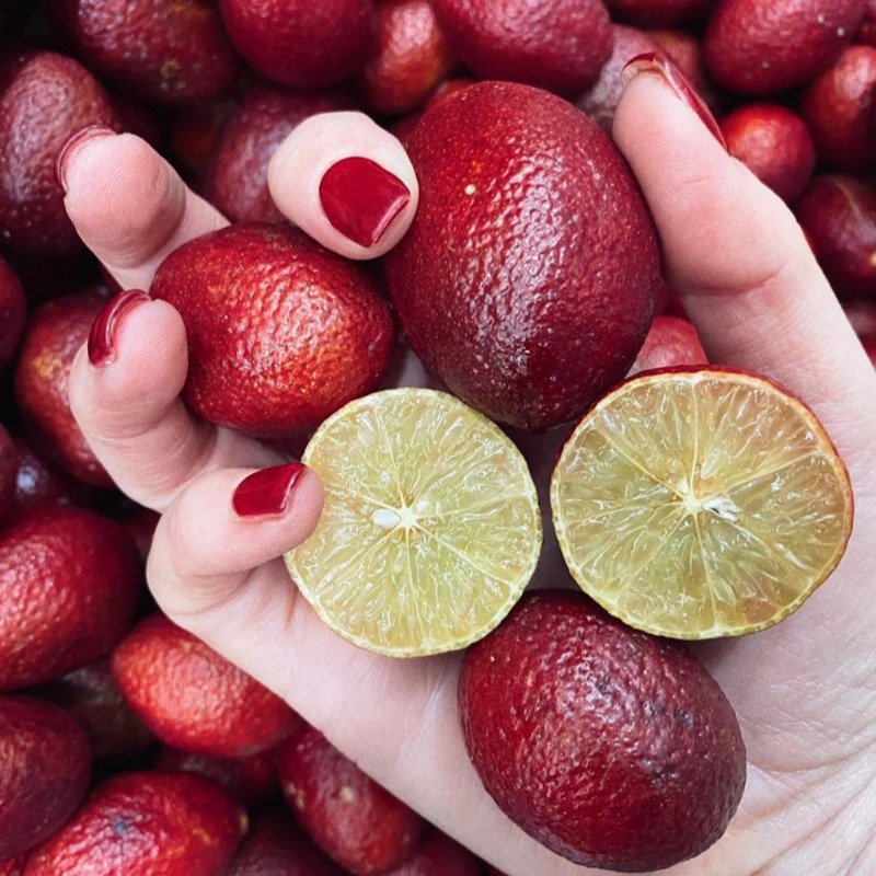 Pokok Australian Blood Lime - eDesa