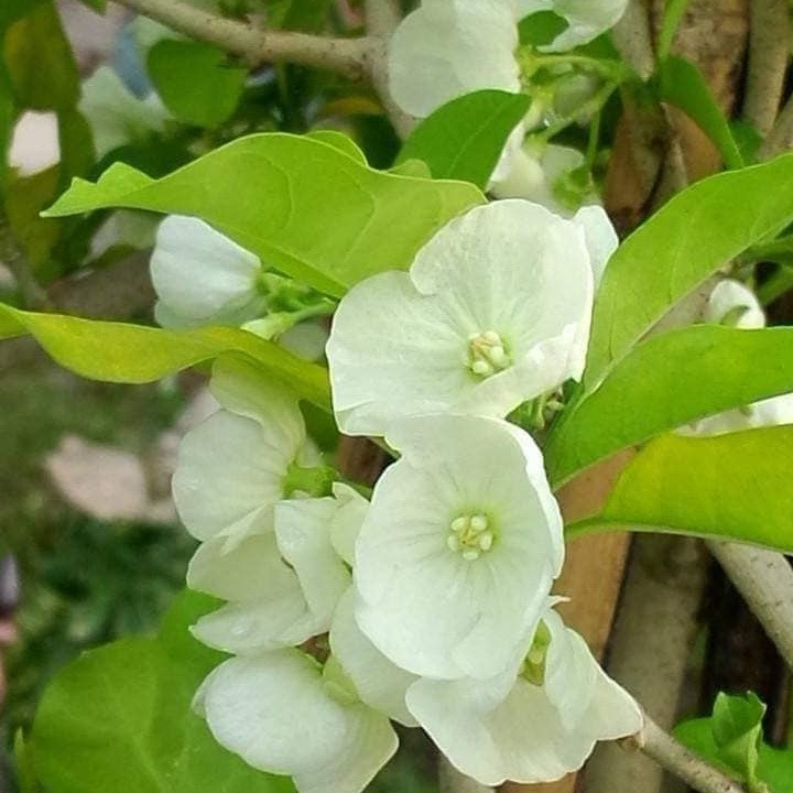 Anak Pokok Bunga Kesidang Jumbo/Thai aka Vallaris Solanacea - eDesa