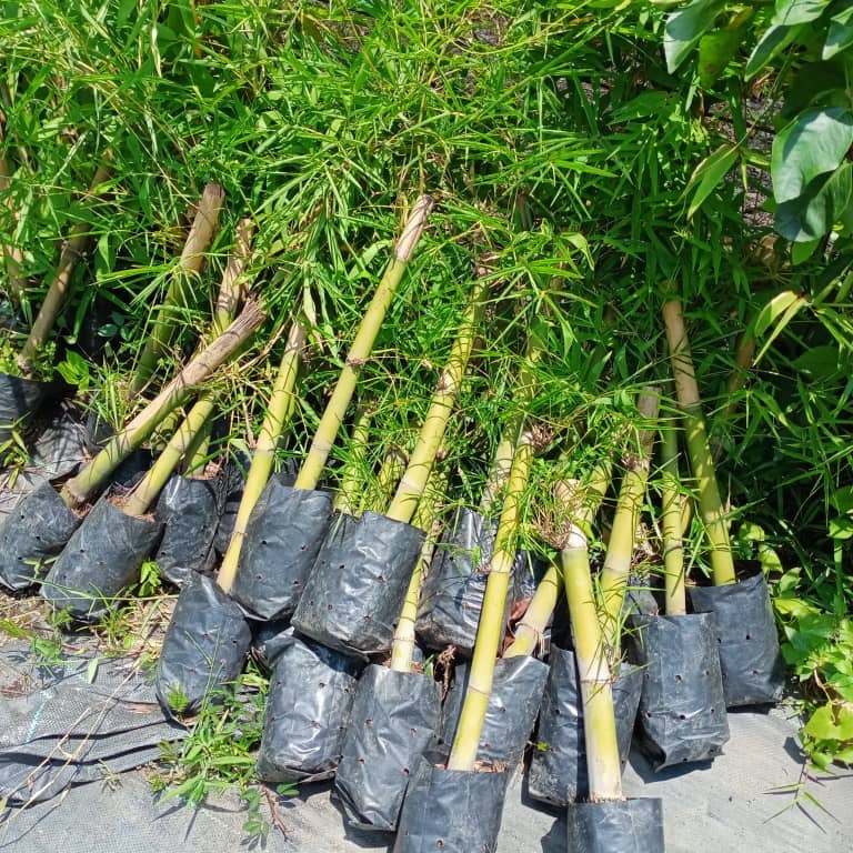 Anak Pokok Buluh Madu Untuk Rebung - eDesa