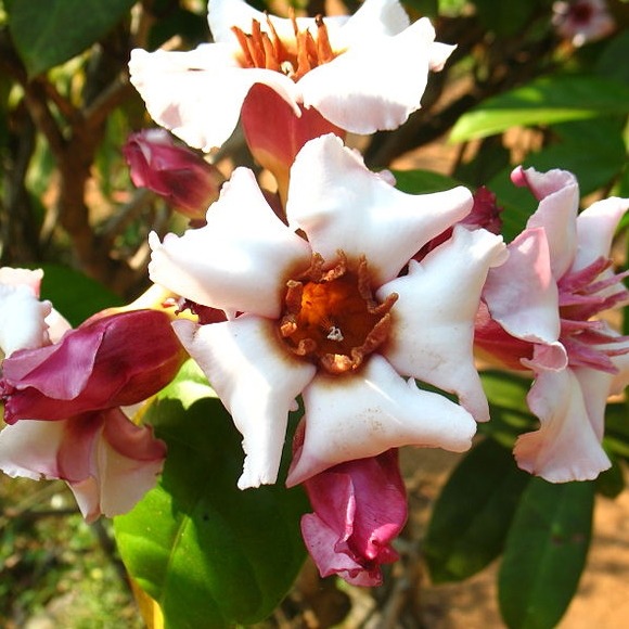 Anak Pokok Rose Allamanda (Strophanthus Gratus/Climbing Oleander) - eDesa