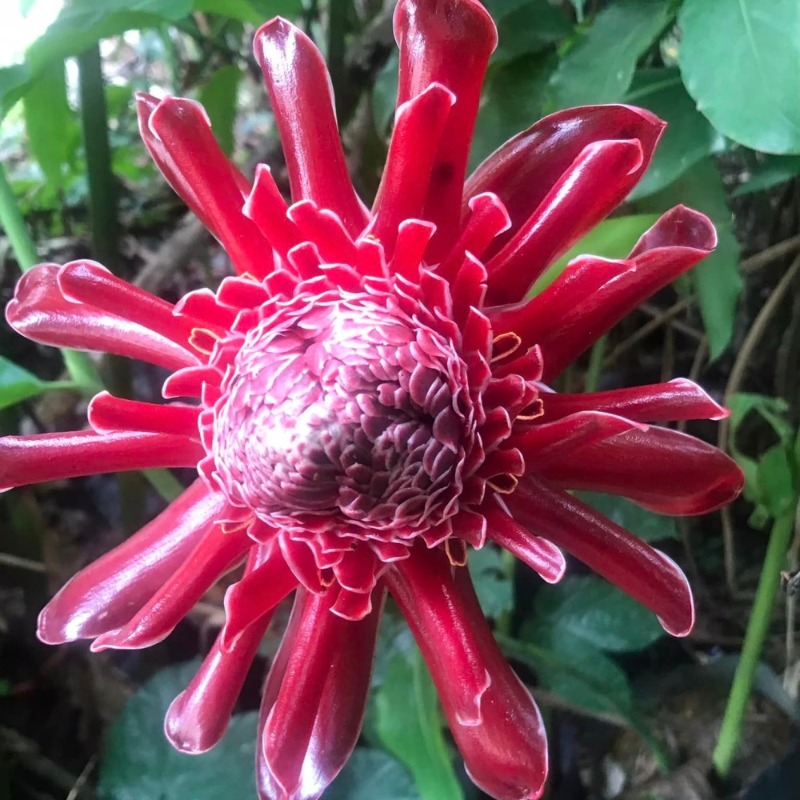 Anak Pokok Kantan Torch Ginger Etlingera Elatior - eDesa