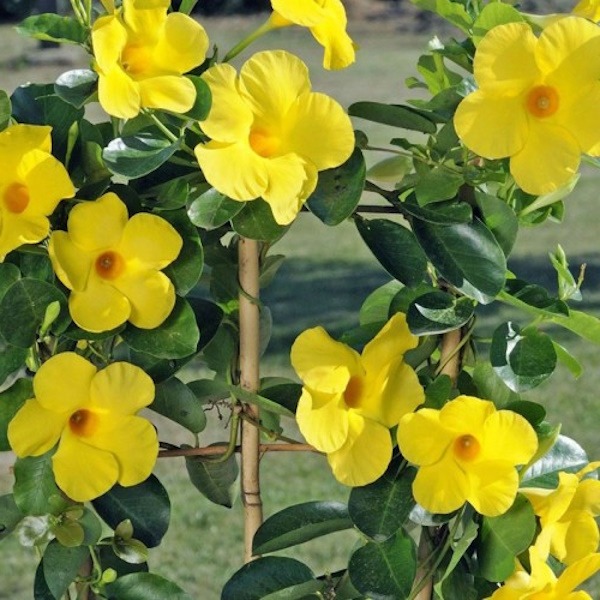 Anak Pokok Bunga Mandevilla Kuning - eDesa