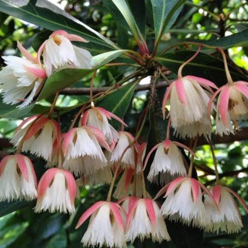 Anak Pokok Bulu Tangkis/Elaeocarpus Grandiflorus/"Fairy Petticoats ...