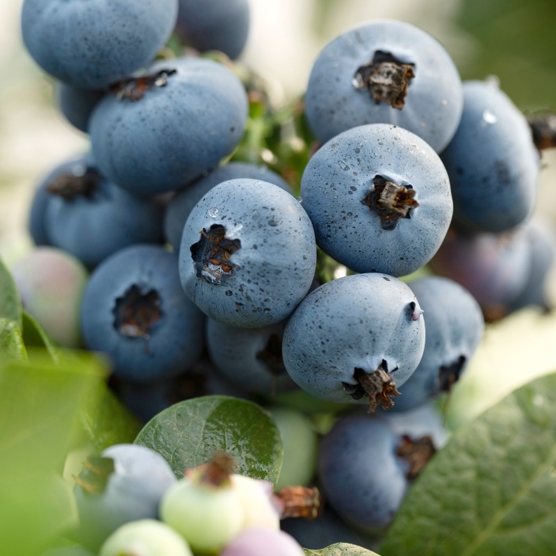 Pokok Blueberry Eureka H5 Sedang Berbuah - eDesa