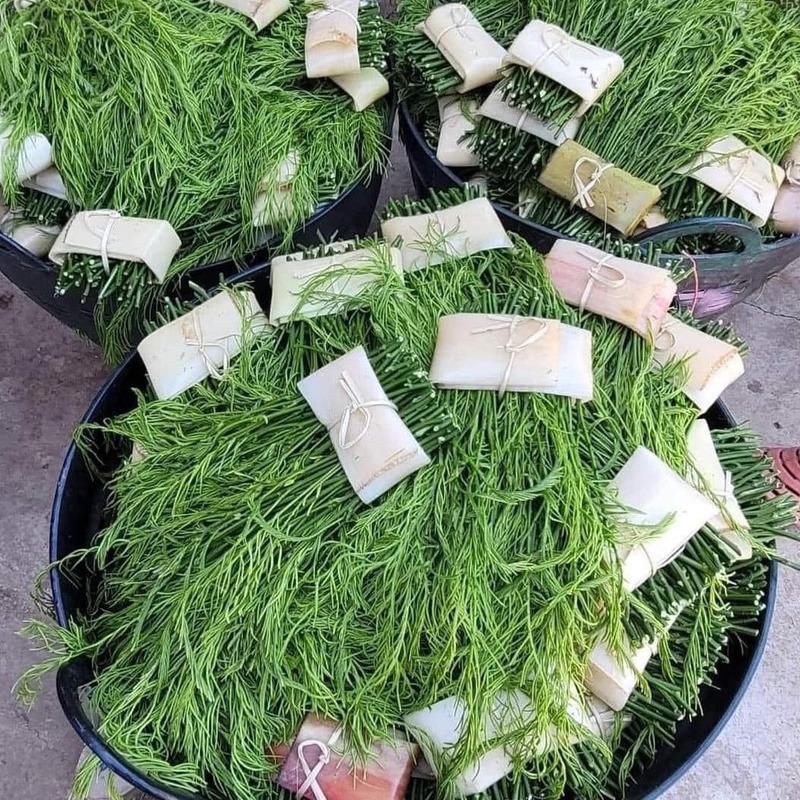 Anak Pokok Petai Siam Cha Om/Petai Siam - eDesa