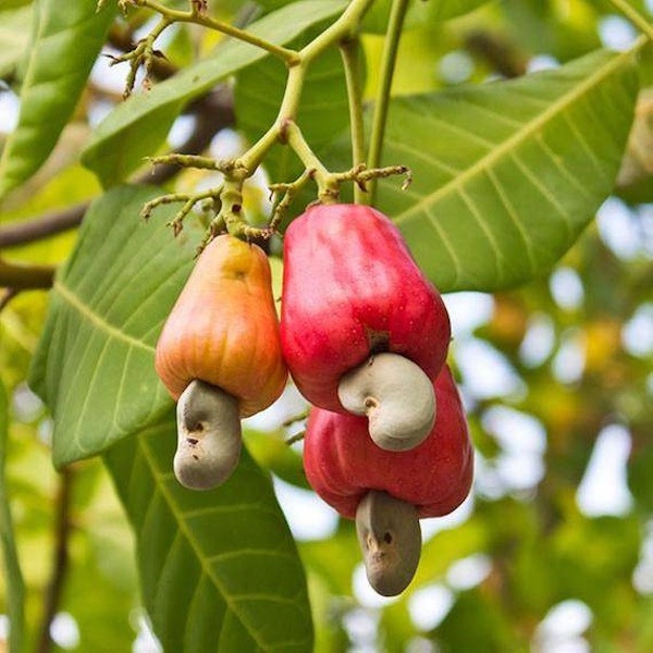 Anak Pokok Gajus/Jangguih/Ketereh - eDesa