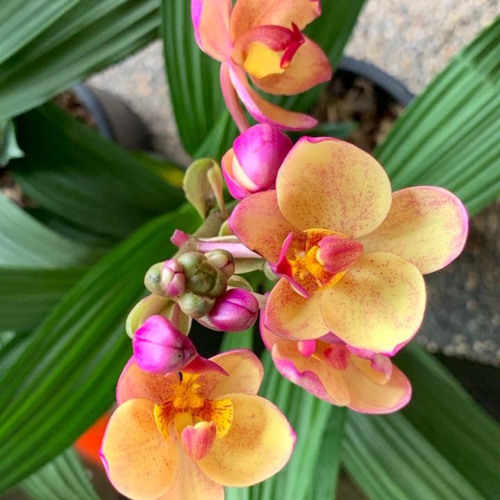 Pokok Orkid Pinang/Orkid Tanah aka Spathoglottis Plicata - eDesa